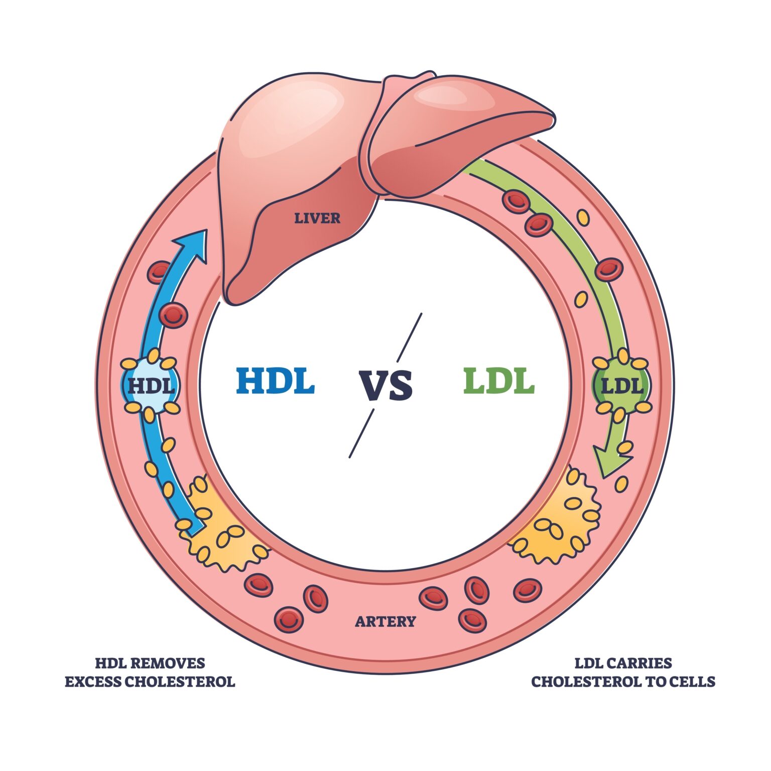 What is HDL? Understanding Your “Good” Cholesterol - Showit Blog