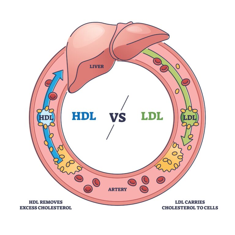What is HDL? Understanding Your “Good” Cholesterol - Showit Blog